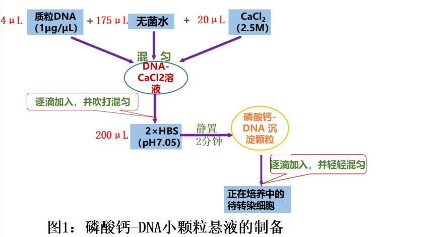 Genetic modification project 3: calcium phosphate transfection method ...