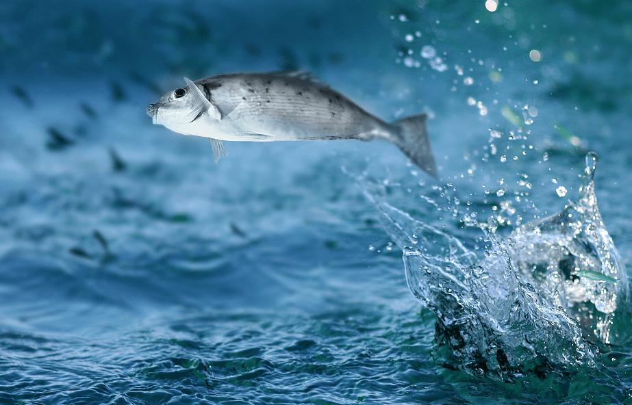 How do salinity and pH affect aquatic life? See how they cope! - iMedia