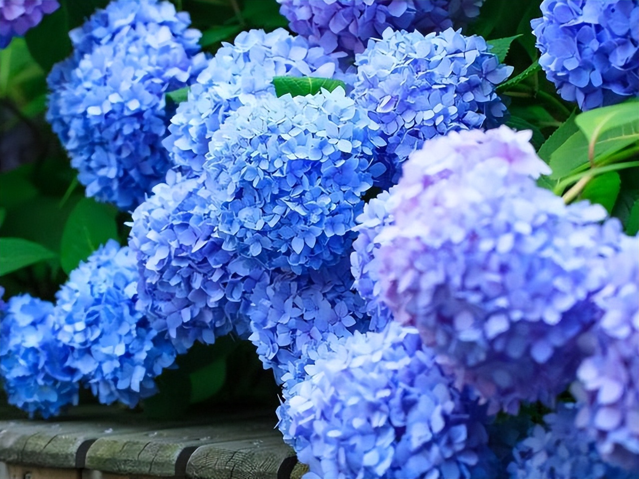 Tell you the "method" of hydrangea maintenance, without rotten roots ...