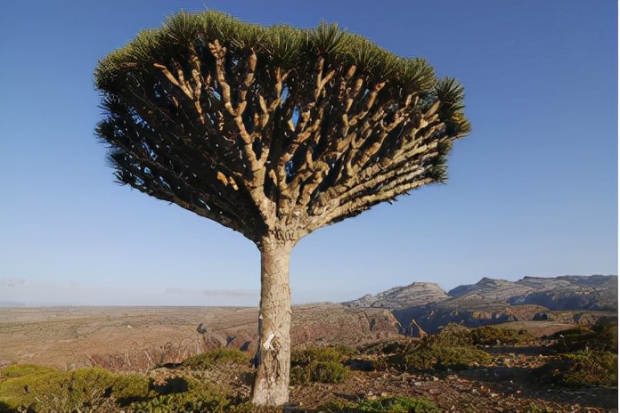 A tree that can bleed, not only has survived for thousands of years ...