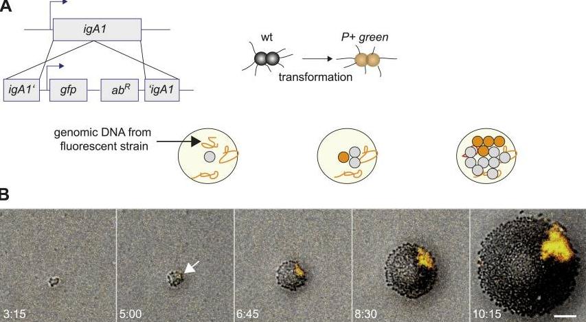 Early bacterial sorting, control and influence of interaction forces in ...