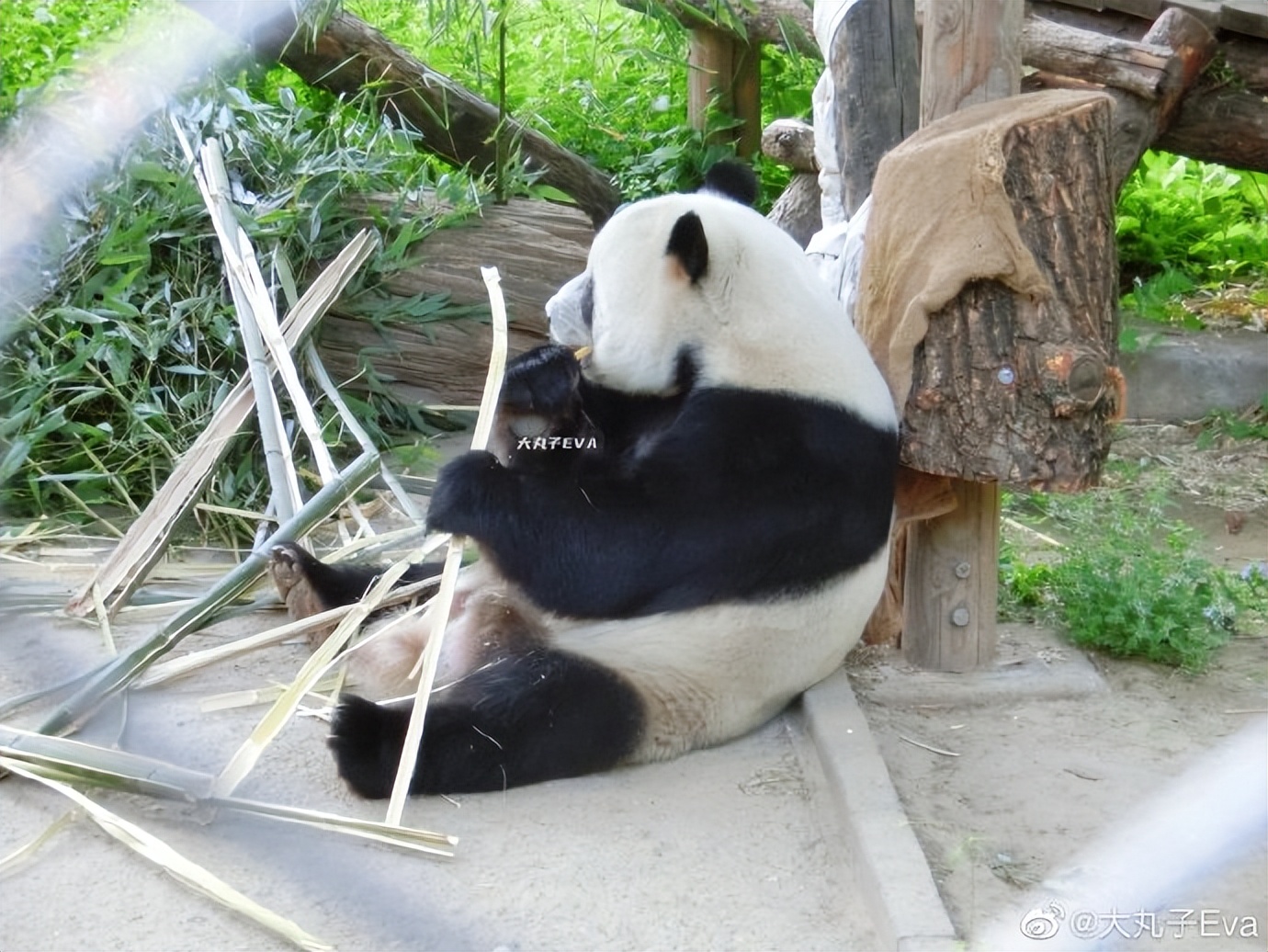 Have you ever seen a panda breaking bamboo with its face? Come and see ...