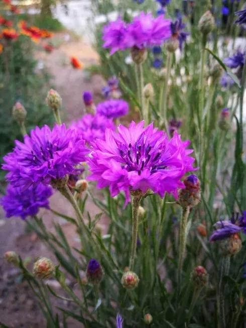 cornflower, the national flower of germany - iNEWS
