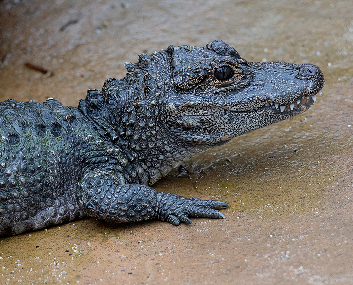 Chinese alligator, an ancient little crocodile unique to China - iNEWS