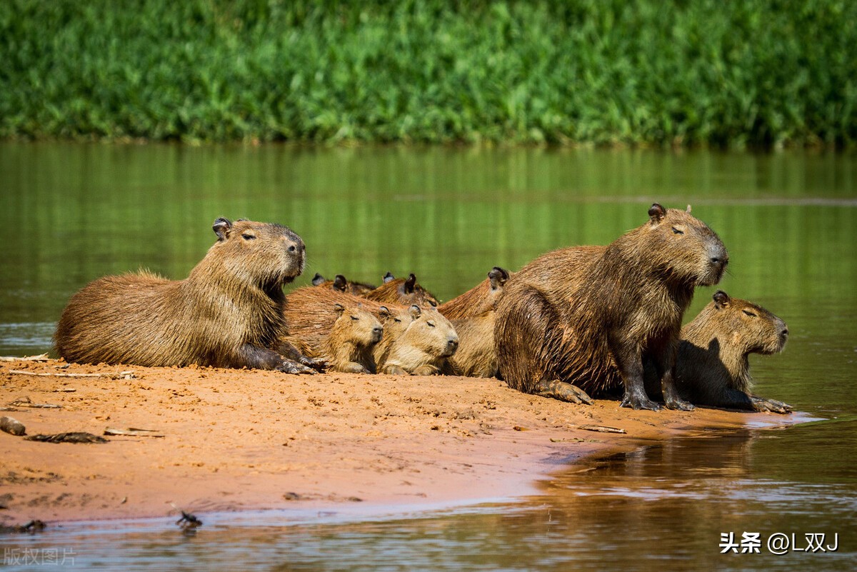 Capybaras can live in harmony with other animals - iNEWS