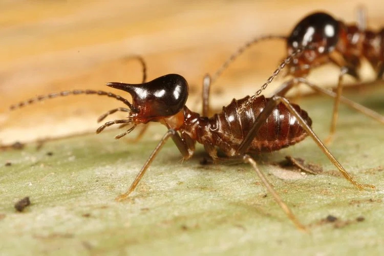 Shocking video!Two teams of ants face off astonishingly: old ants are ...