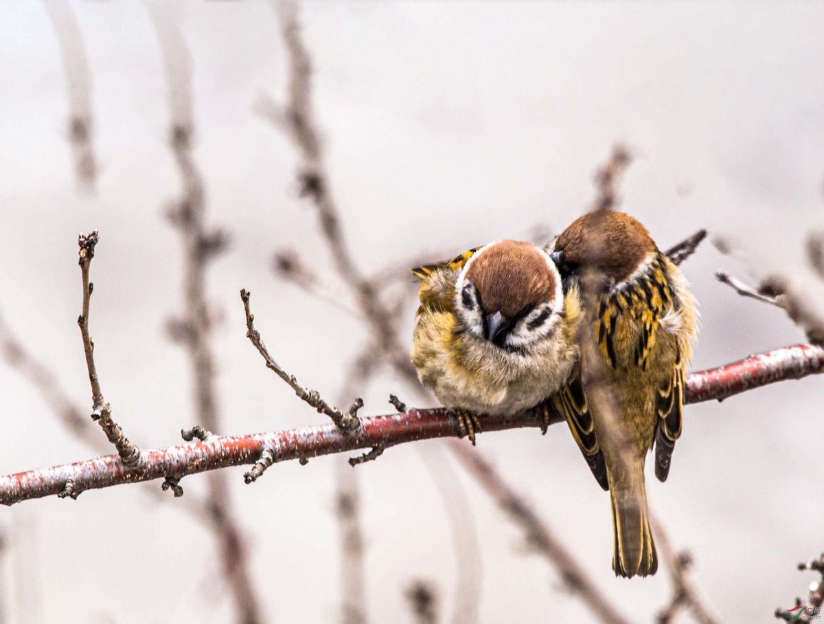 Chinese people don't eat sparrow meat, why are sparrows decreasing year ...