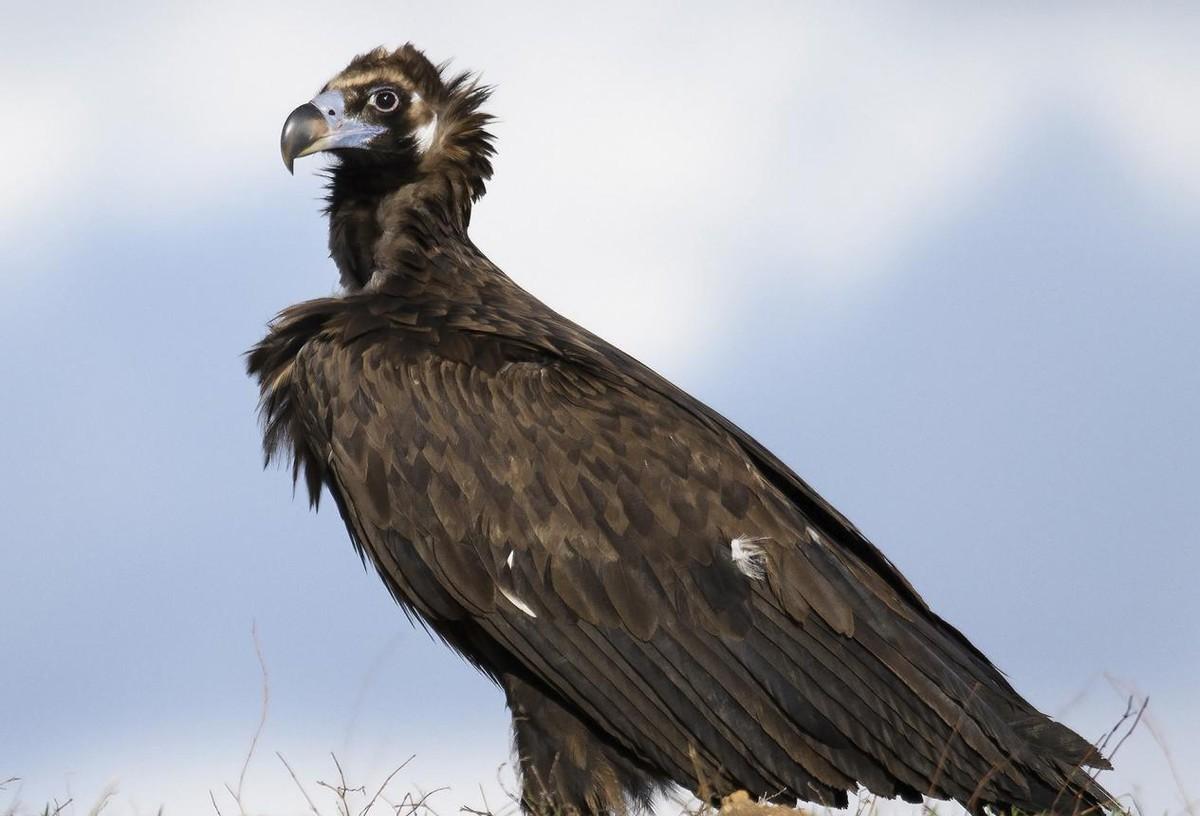 Female donkey friend fell off cliff for 45 minutes and was eaten by ...