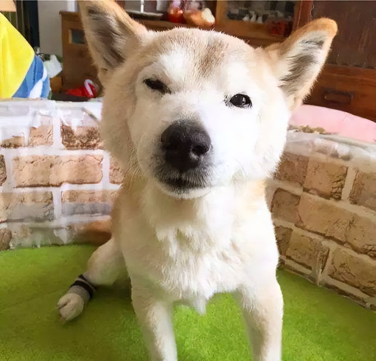 Before the "Old Shiba Inu" dies, there will be several "signs", just ...