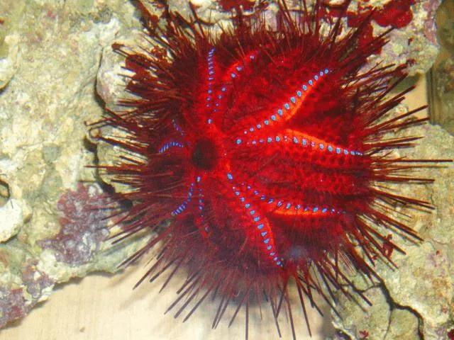 The longest-lived deep-sea monster in the world!Are there any animals ...