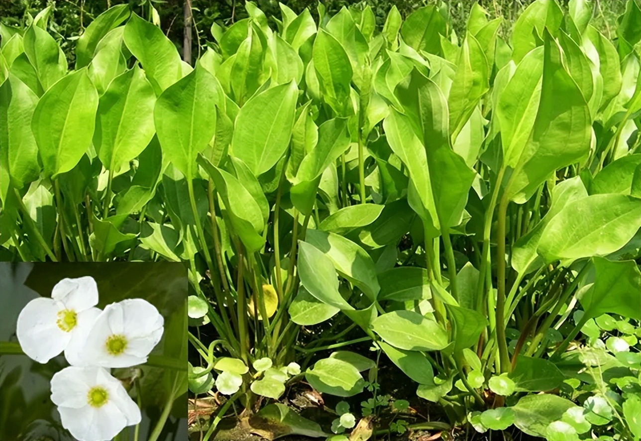 Take you to identify Alisma - iNEWS