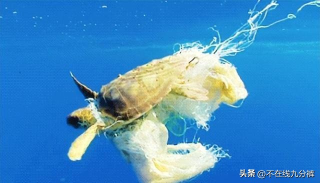 Plastic particles have been found in human feces and blood: Hawking's ...