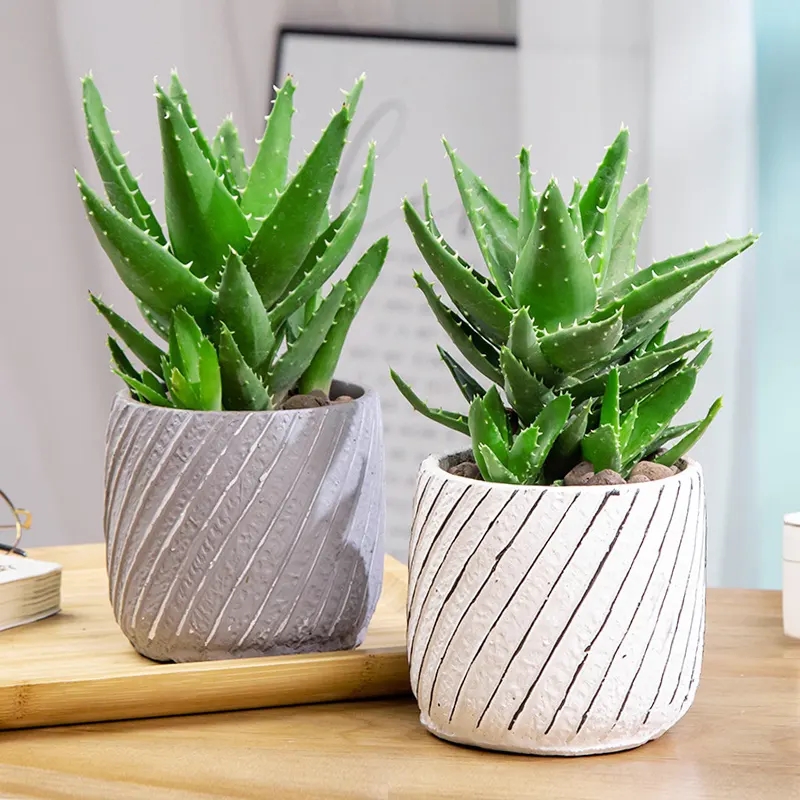 What to do if rust occurs when planting aloe vera?These three aspects ...