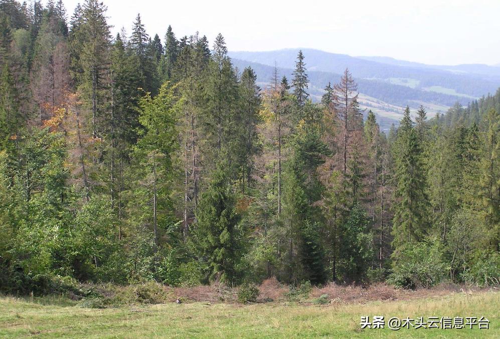 The world's top ten "longevity tree" is also the main wood for making ...