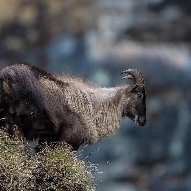 Taal sheep: a first-class protected animal in China, but a harmful ...
