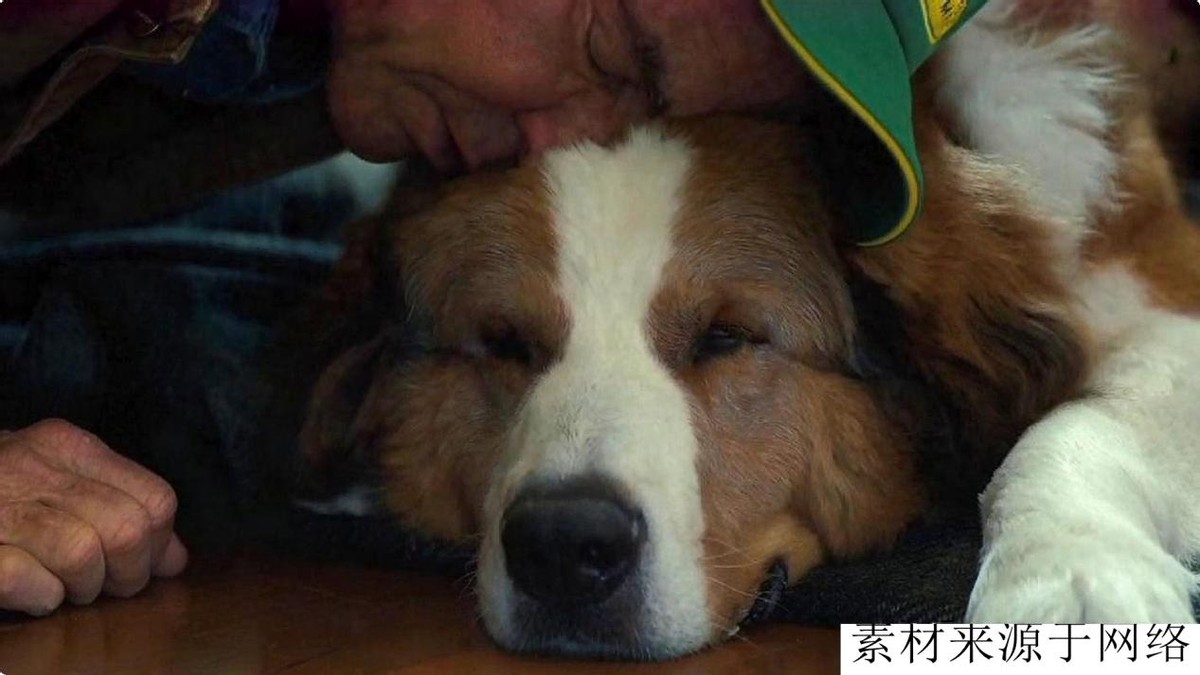 The pet perspective reveals the human center, and the audience thinks ...