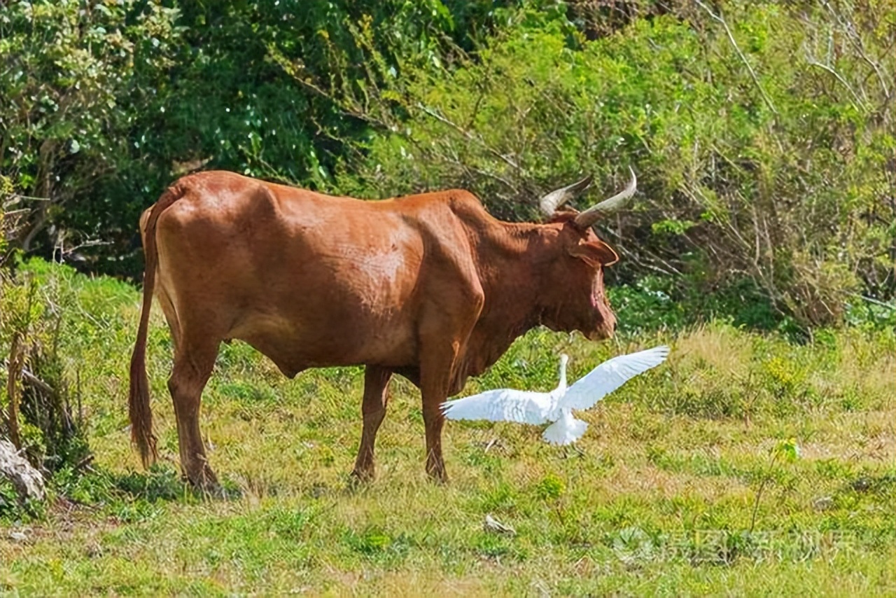 "Cows are afraid of yin and yang horns, people are afraid of squinting ...