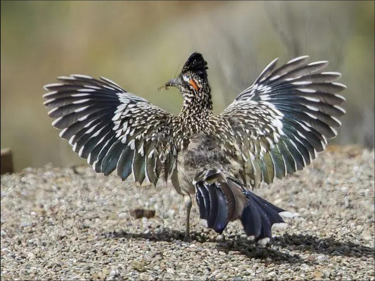The Roadrunner, which weighs only 1 catties, looks for poisonous snakes in the grass to eat ...