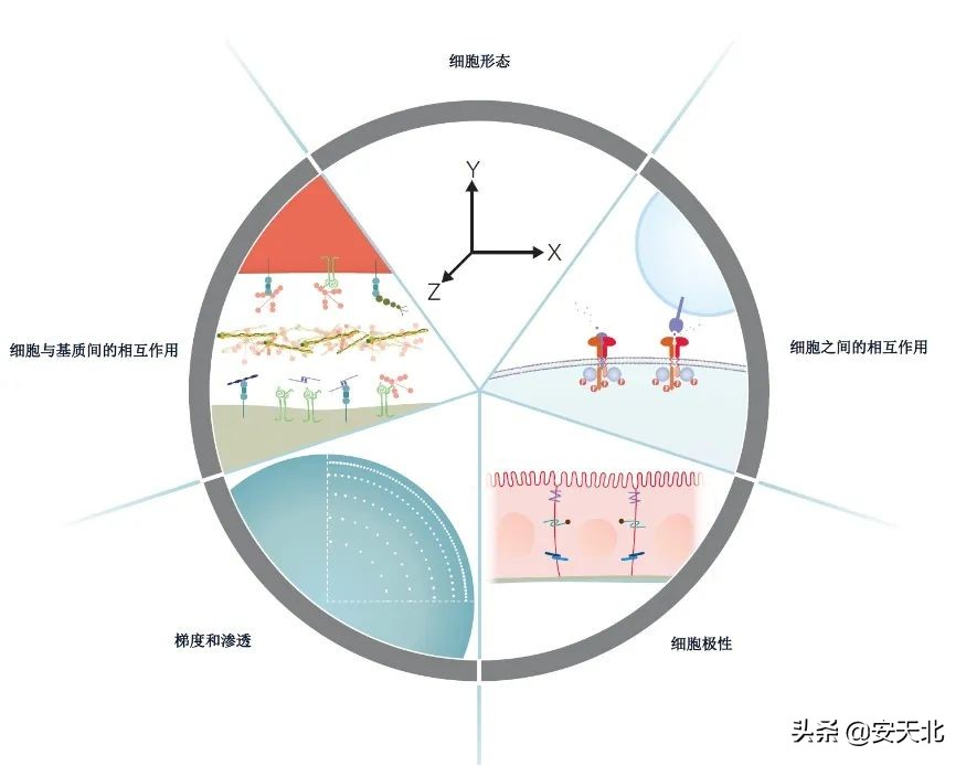 The first step in 3D cell culture, 5 matrigel coating methods should be ...