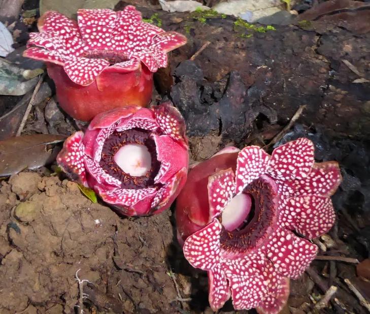 Vulnerable Plants: Parasitic Flowers - iNEWS