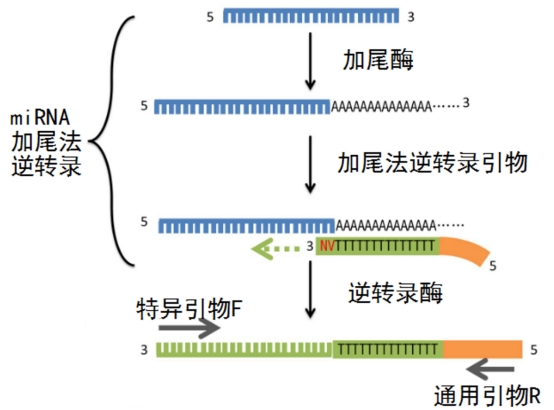 Stem-loop method or tail-adding method? Which is more suitable for your ...