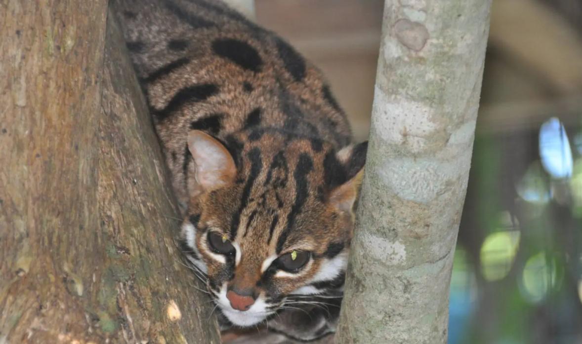 Extremely rare!The "Stone Tiger" was discovered for the first time in ...
