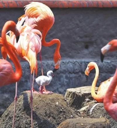 Flamingo made such a sacrifice in order to give birth to life, can you ...