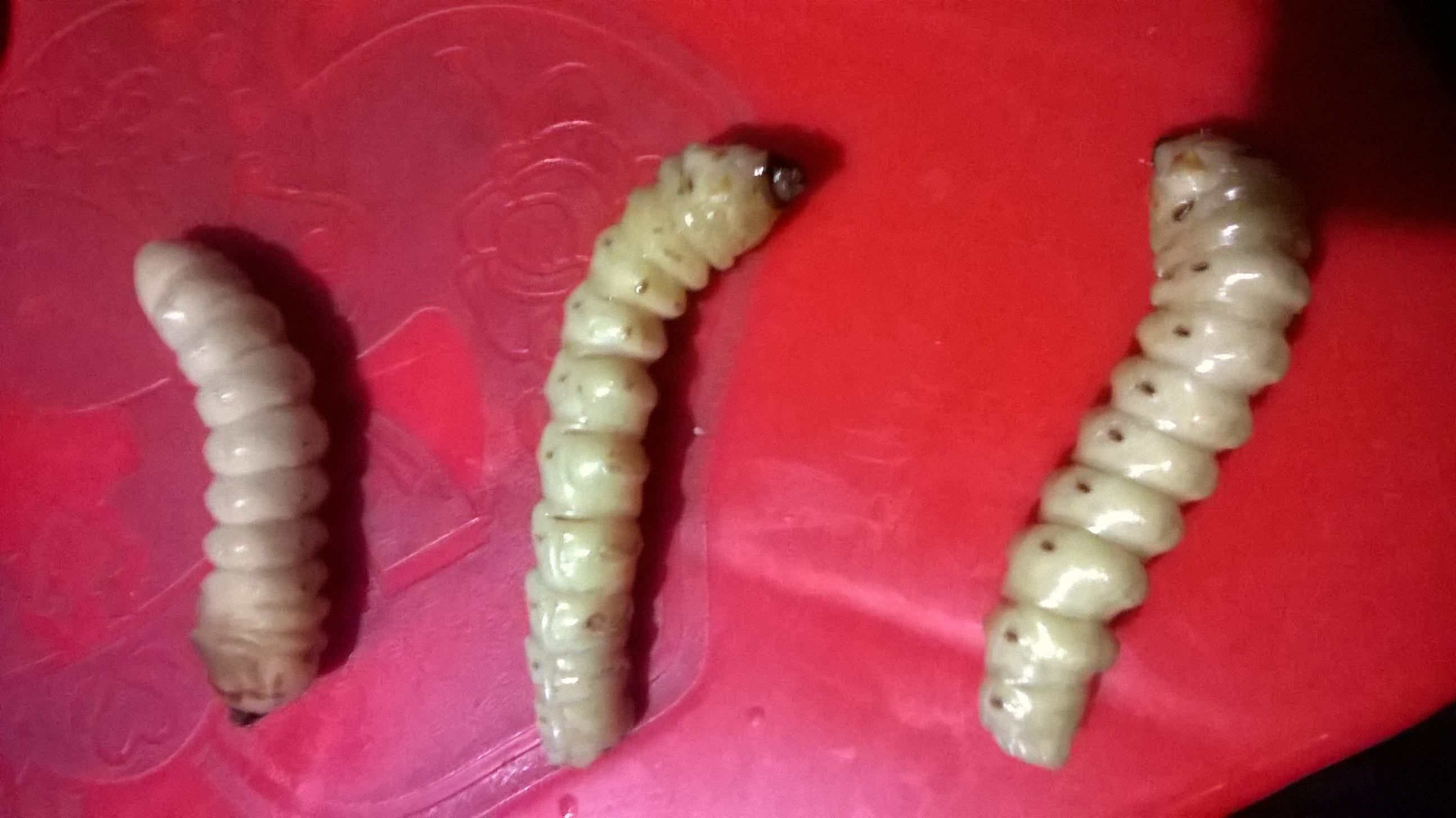 The thorny cloud tree in the countryside, the insects growing in it are ...
