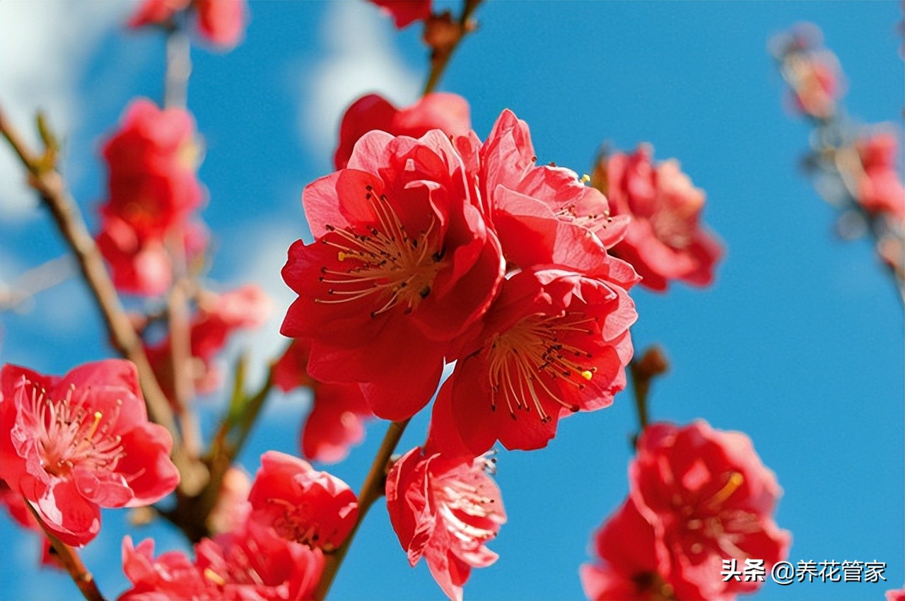 A complete collection of peach blossom varieties, collected - iNEWS