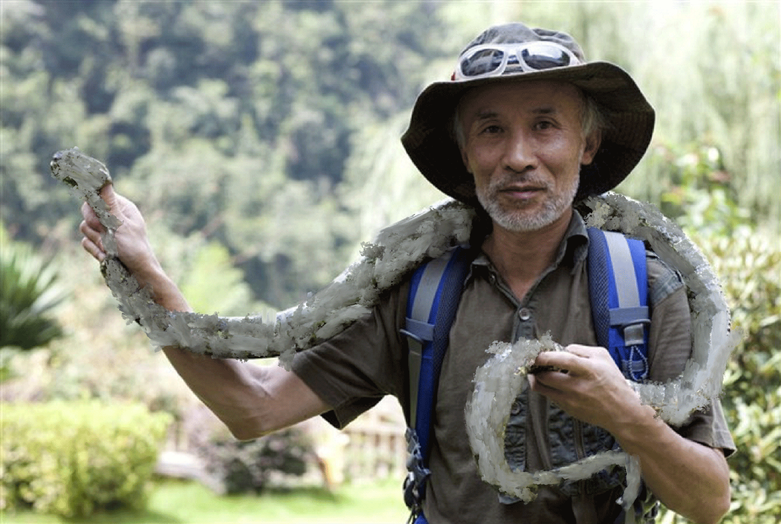 Is the "panda among snakes" once worth millions, really the strongest ...