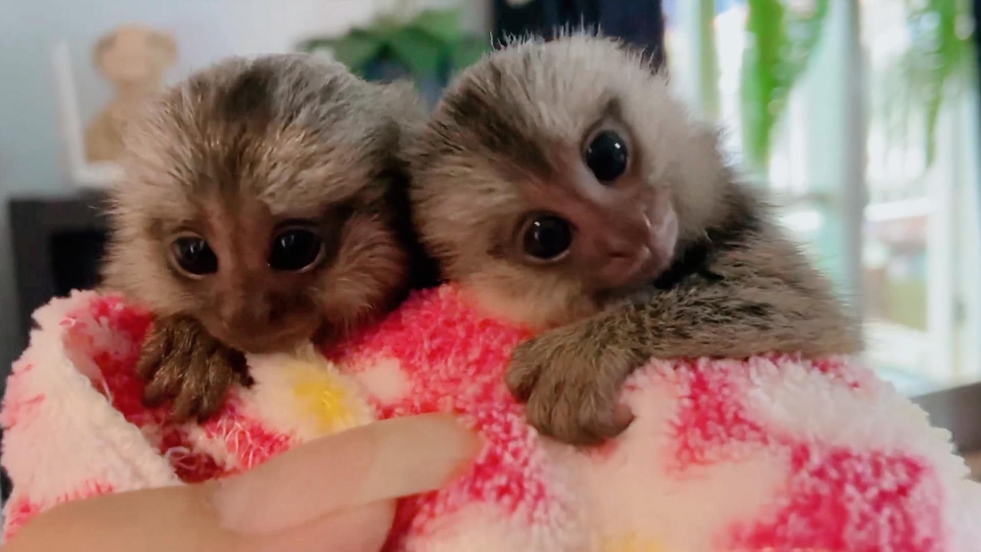 The pygmy marmoset, the smallest monkey in the world, is so cute! - iNEWS