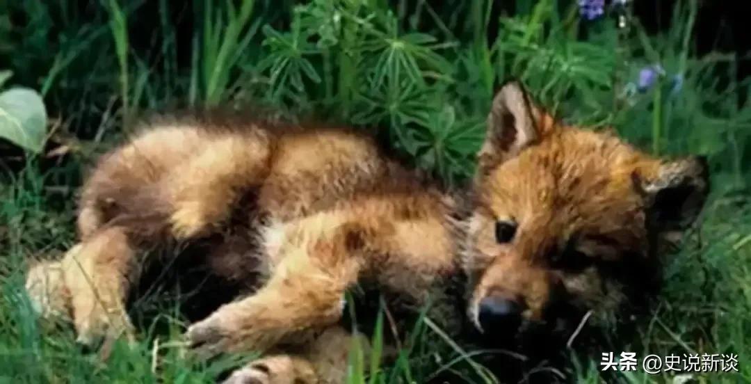 Wild Wolf Green: Raised by a girl in Sichuan as a son, and met him in ...