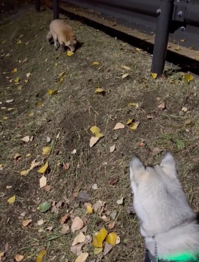 Foxes attack people and dogs in Sapporo! Is it possible to get rabies ...