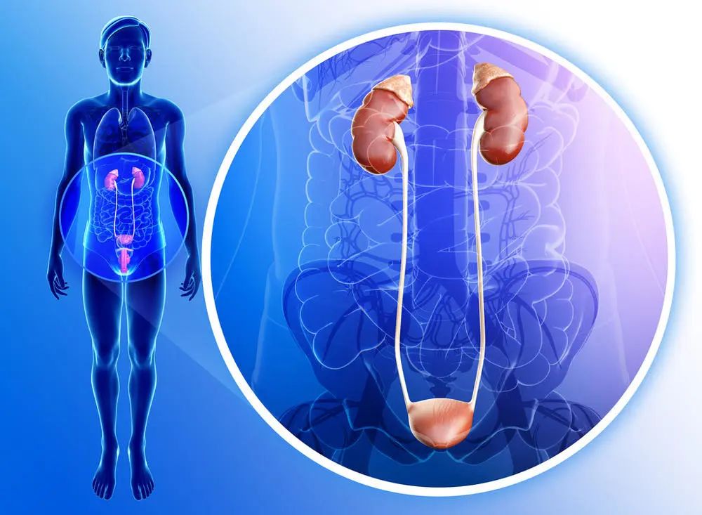 Too much urine, what's wrong? - iMedia