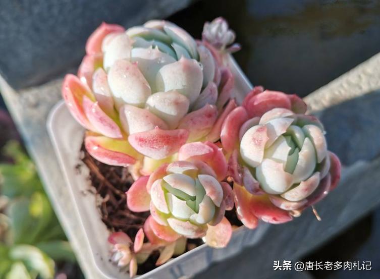 Bingmei and Gemini Berry are two types of succulents that have been ...