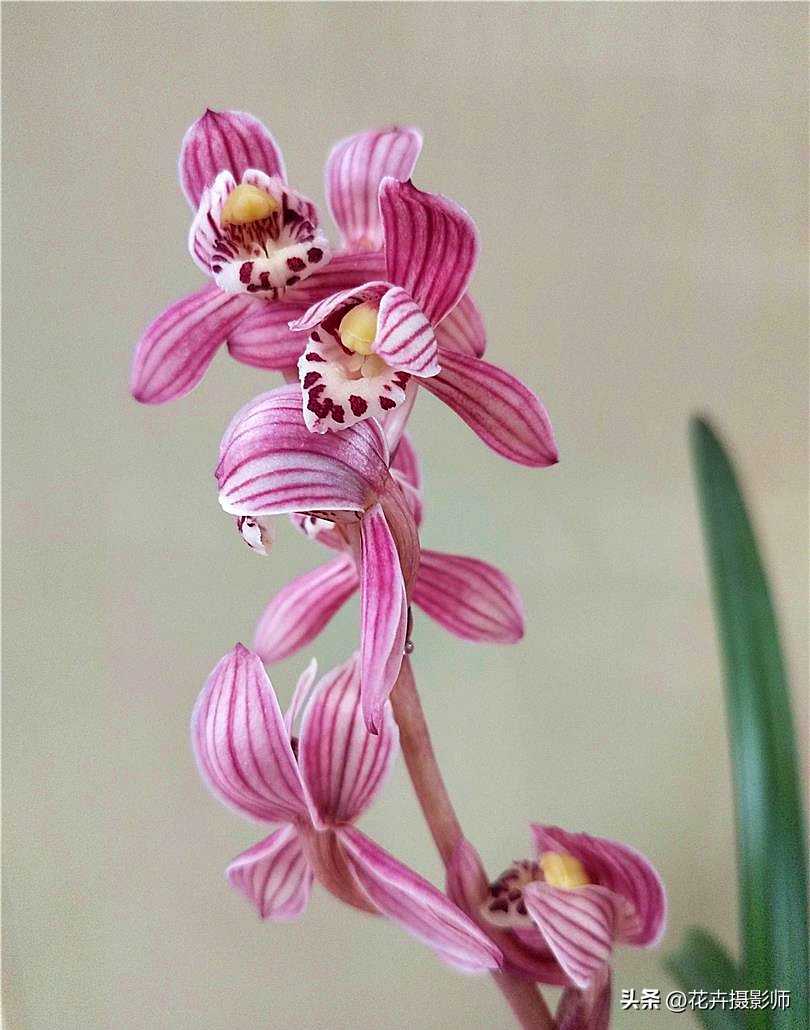The undefeated "extreme" orchid, strong fragrance, loves to explode ...