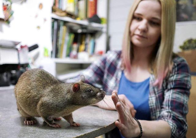 英雄老鼠Magawa去世，5年間曾發現上百個地雷，它為何這麼厲害？ - 資訊咖