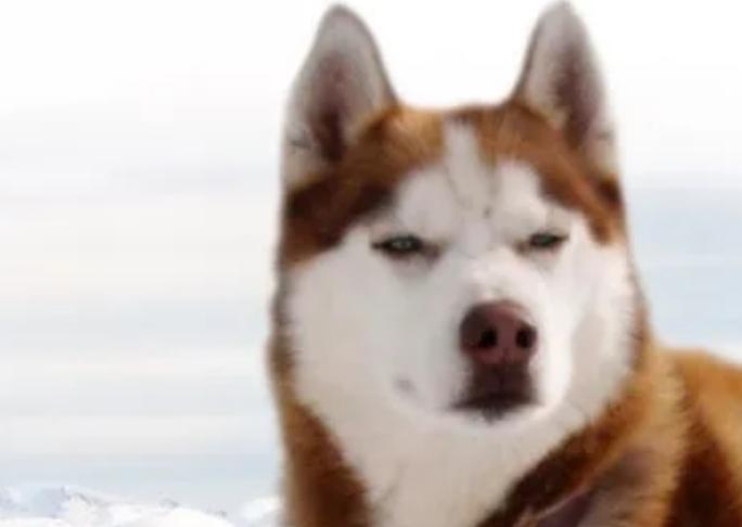 'Octa Minus' movie explores how close a relationship between humans and ...