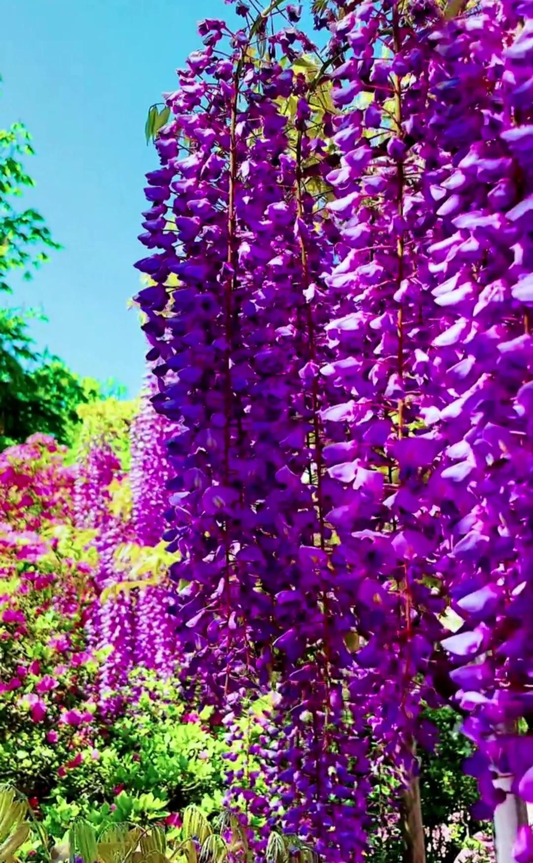 Share pictures: The color of wisteria flowers in this dream, the faint ...