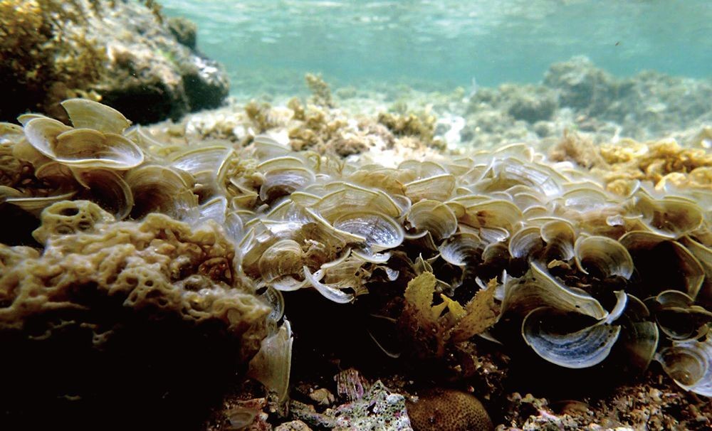 Subsidence, extinction and subsequent facies development of the ...