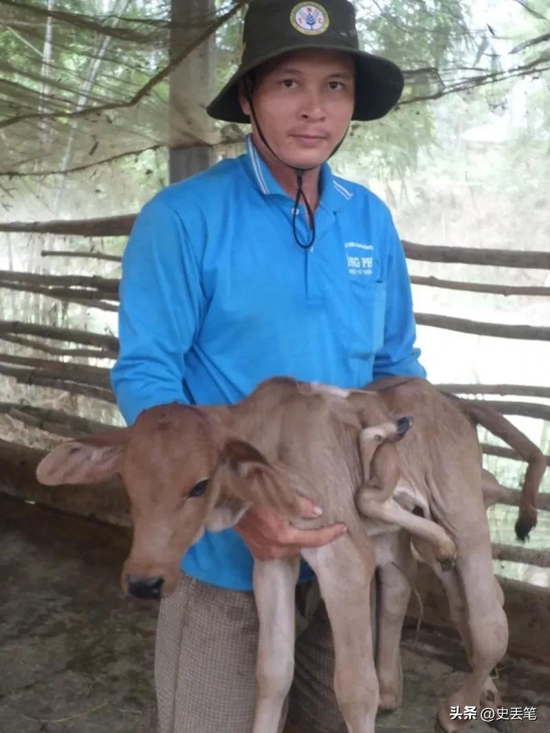 In 2016, his cow gave birth to an 8-legged calf, but he refused to sell ...