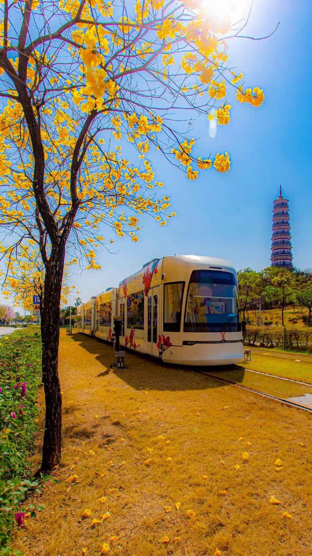 Guangzhou in March is full of flowers and beautiful!Amazing spring, but ...