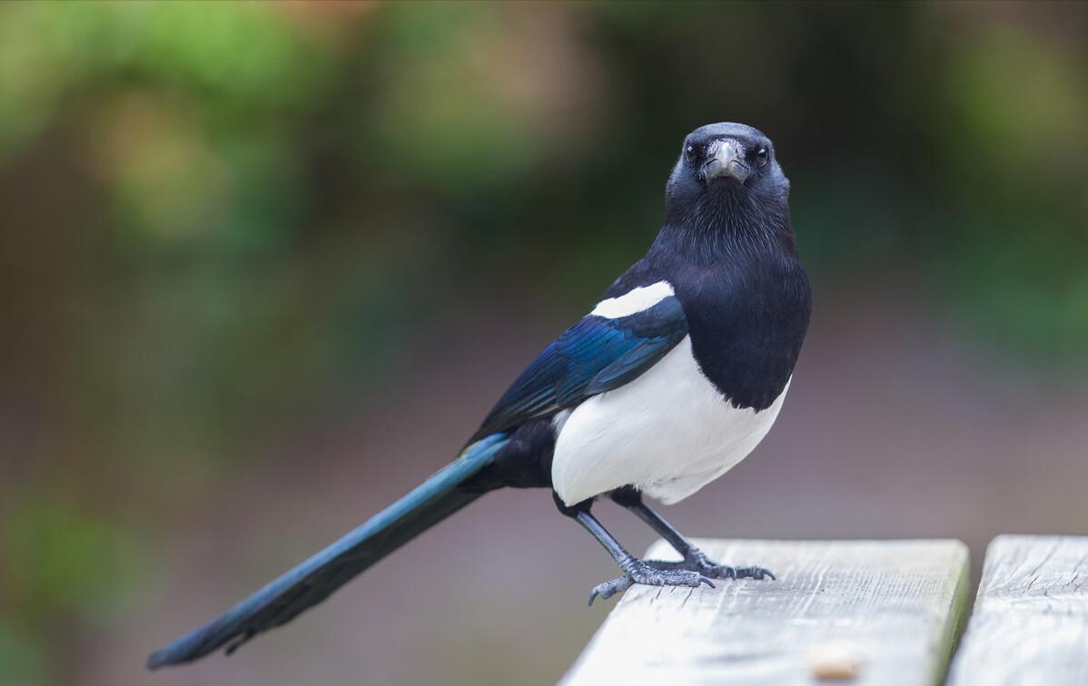 The clever magpie is a "senior architect". Its nest is rough on the ...