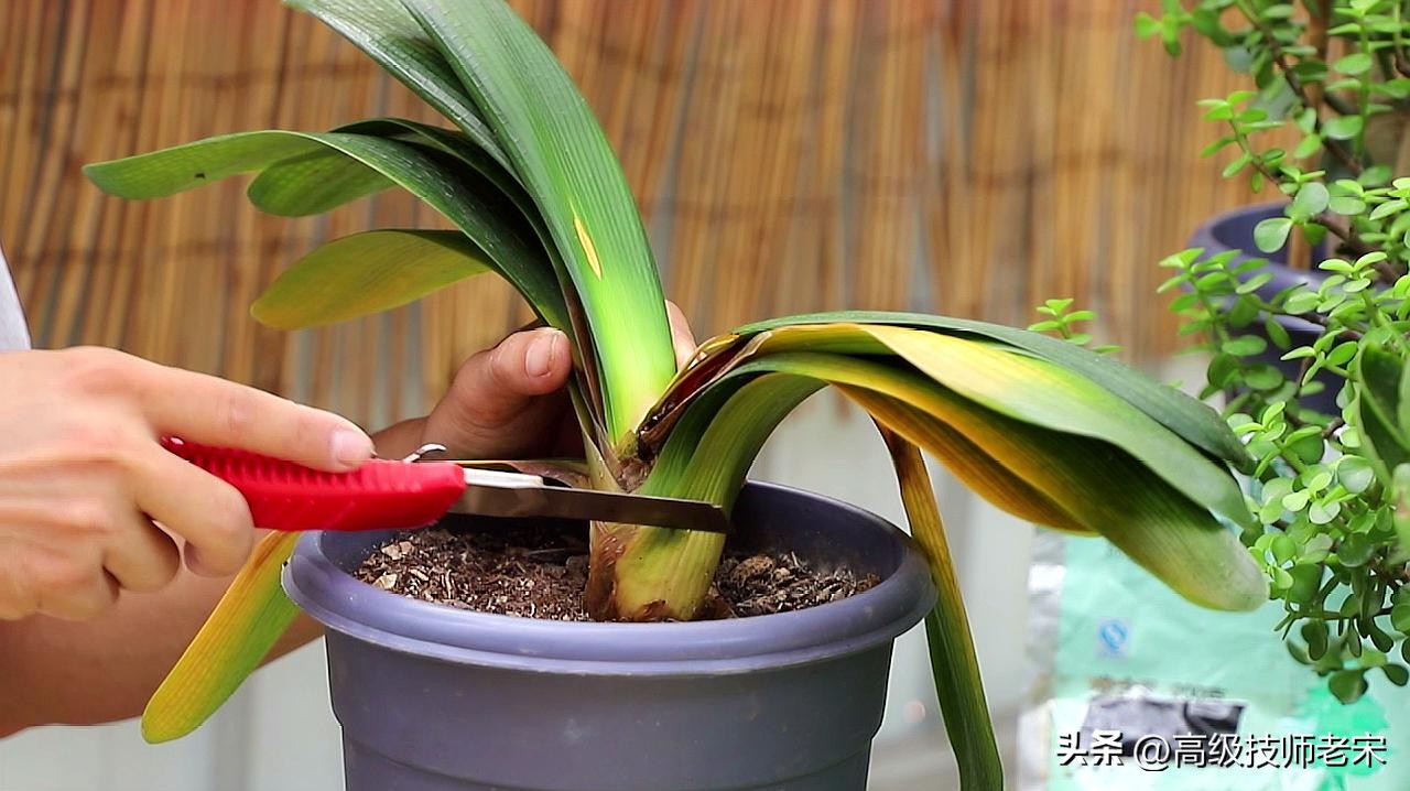 How to deal with the rot problem in the middle of Clivia leaves - iMedia