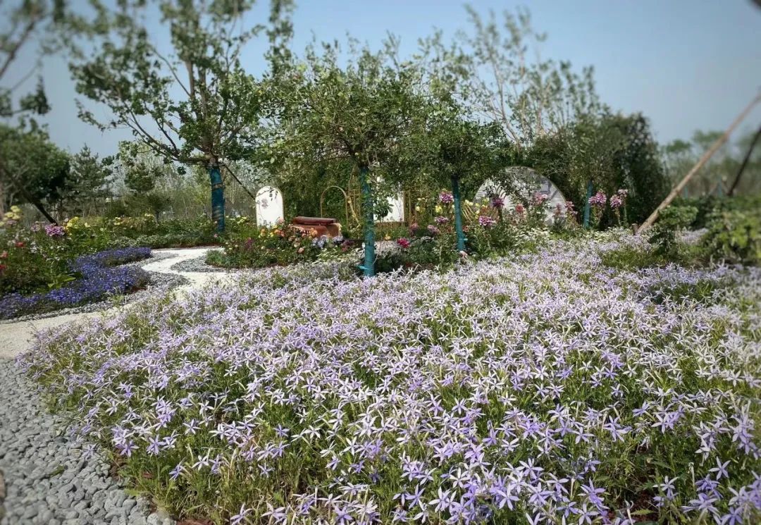 Rose, rose, 5000 roses! - iNEWS