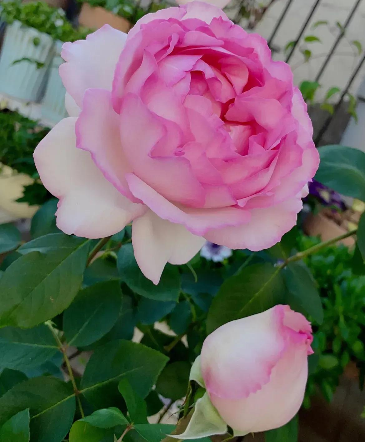 Eight beautiful and fragrant varieties of Eve series - iMedia