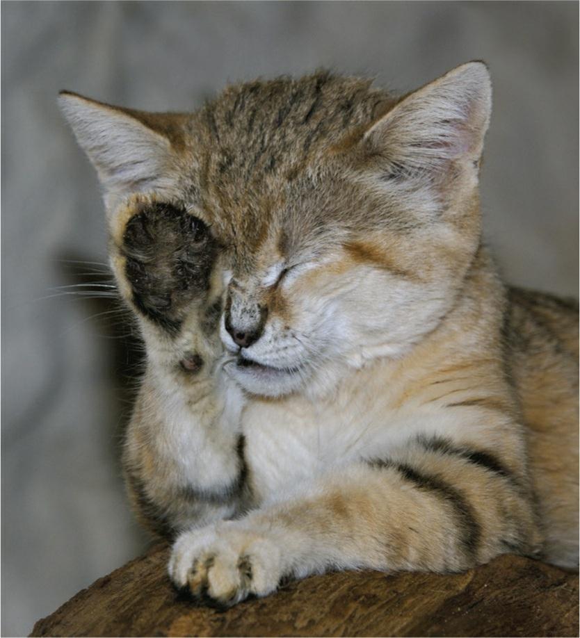 sand cat - iNEWS