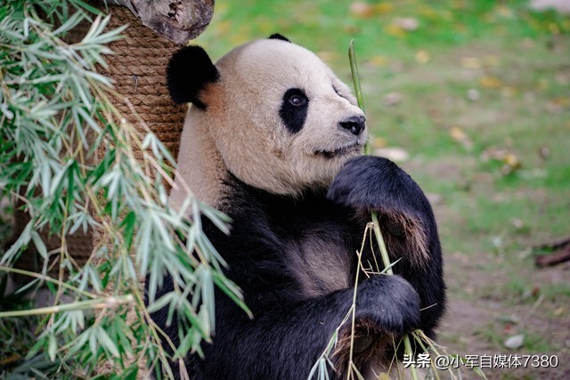 Yaya returns with her new neighbor, the super popular giant panda ...