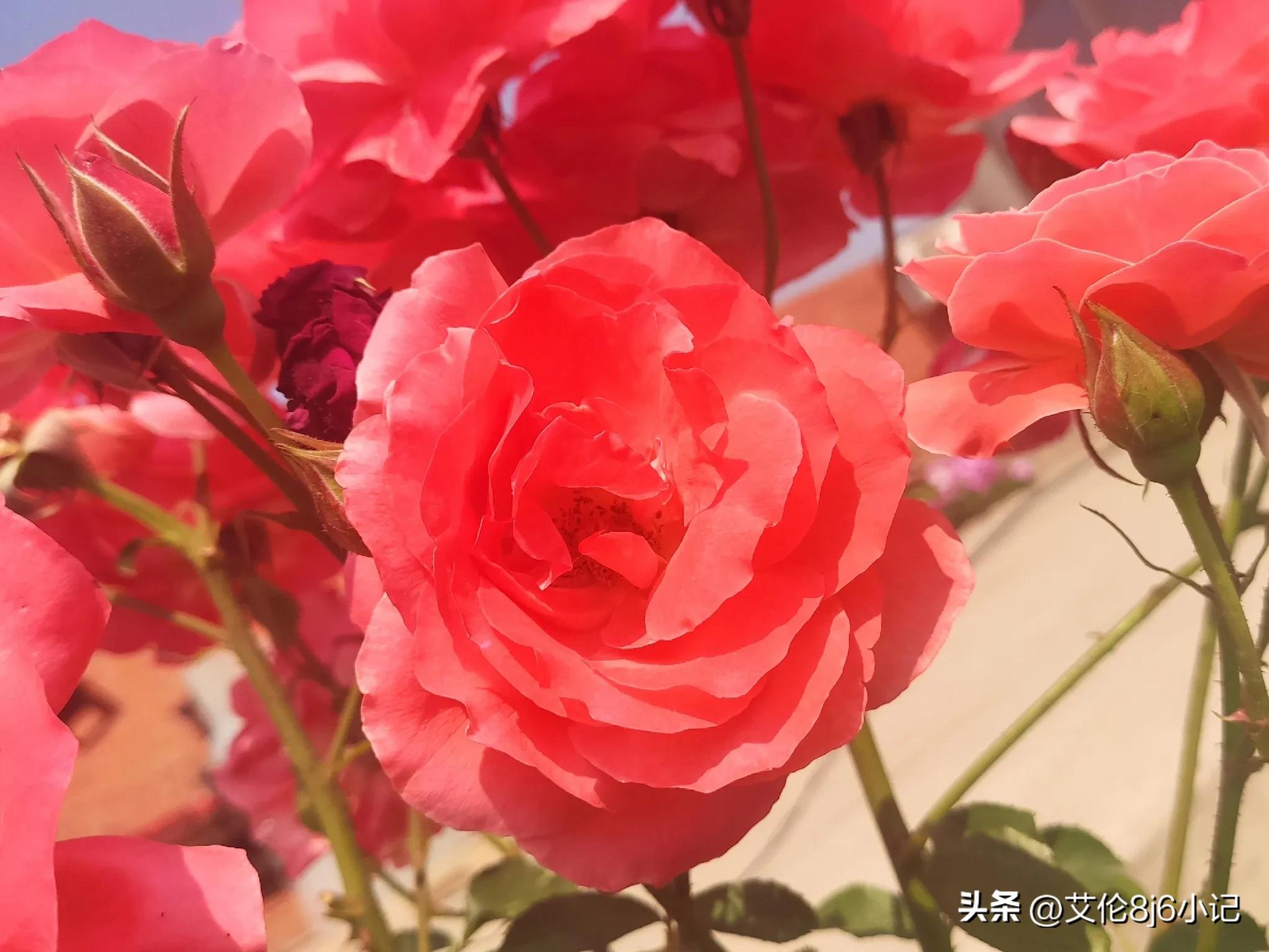 Ching Rose Blossom (6): Appreciate the bright, charming and charming ...