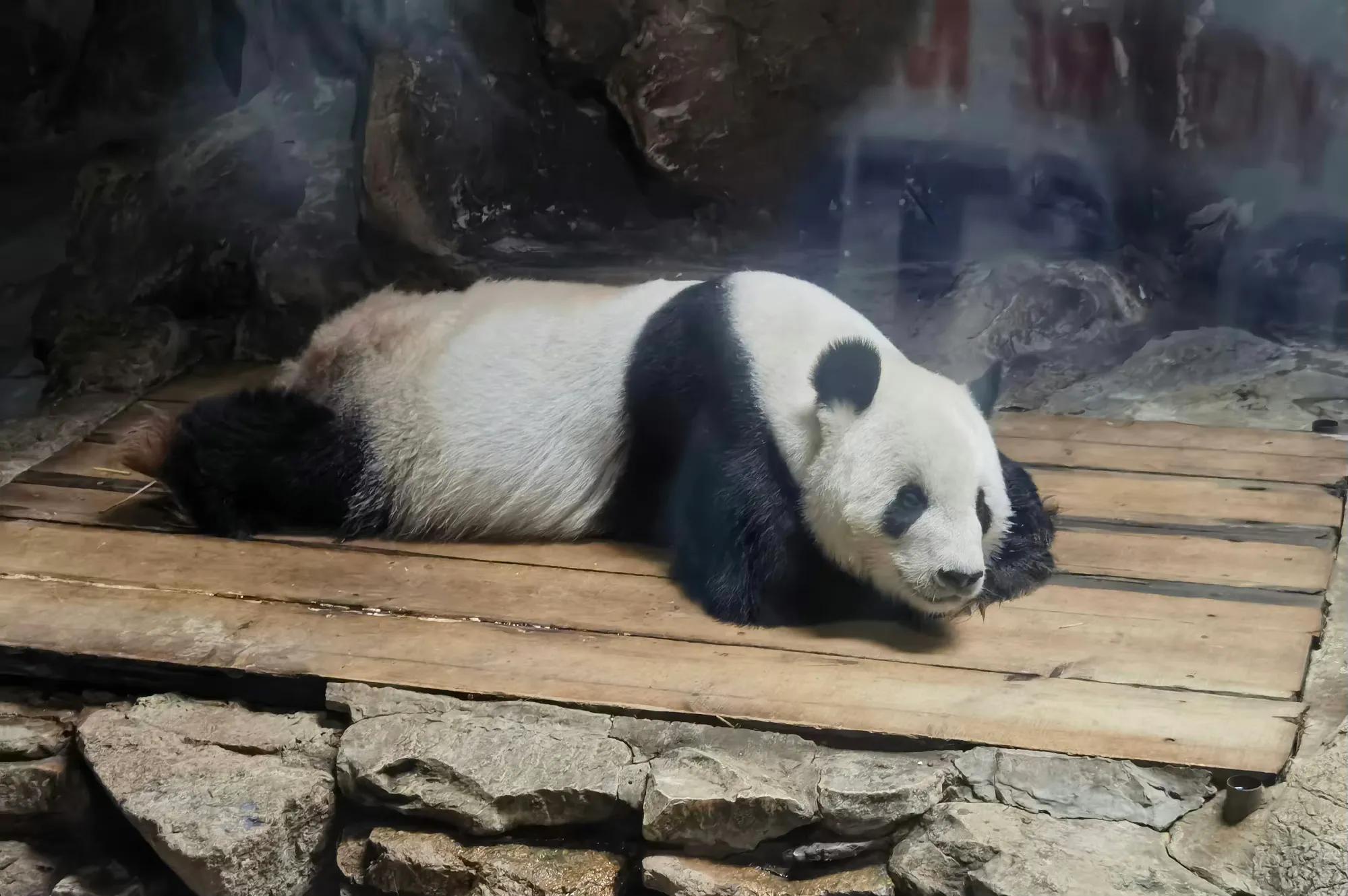 The giant panda Gu Gu refused to eat or drink for several days after ...
